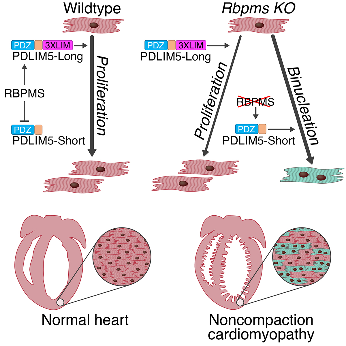 The Gan Lab – Cardiovascular Research lab of Dr. Peiheng Gan