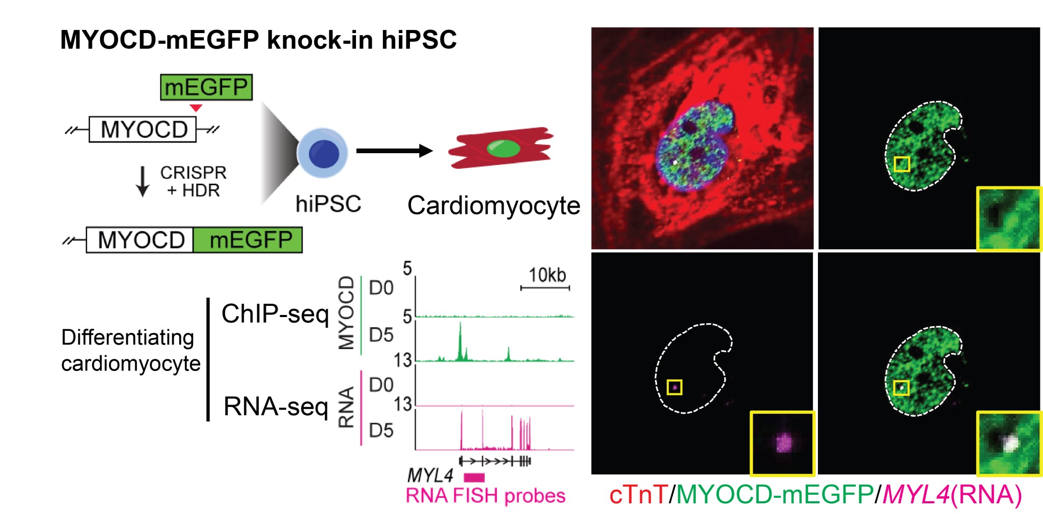 The Gan Lab – Cardiovascular Research lab of Dr. Peiheng Gan